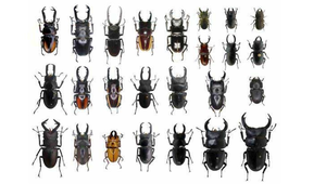 鍬形蟲知多少(四)？