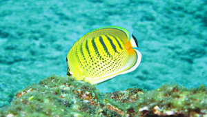 Chaetodon punctatofasciatus (點斑橫帶蝴蝶魚)