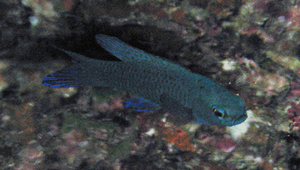 Assessor randalli (蘭氏燕尾七夕魚)