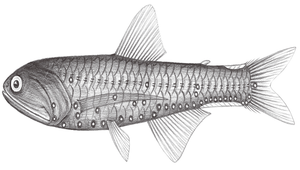 Lampanyctus nobilis (諾貝珍燈魚)