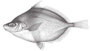 Antigonia capros (高菱鯛)