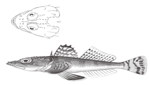 Rogadius asper (松葉倒棘牛尾魚)