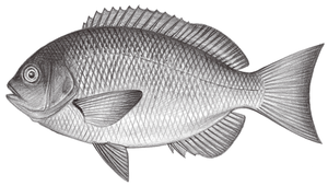 Girella punctata (瓜子鱲)