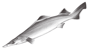 Deania calcea (喙吻田氏鯊)