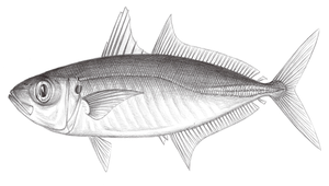 Decapterus russelli (羅氏圓鰺)