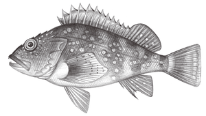 Sebastiscus tertius (三色石狗公)