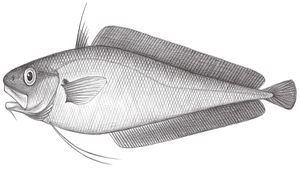Laemonema rhodochir (玫紅絲鰭鱈)