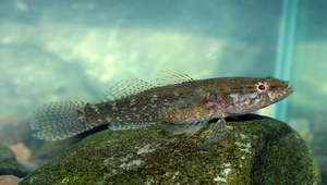 Eleotris fusca (褐塘鱧)