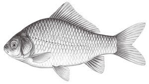 Carassius cuvieri (高身鯽)