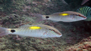 Parupeneus indicus (印度海緋鯉)