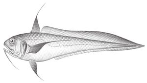 Gadomus colletti (柯氏鼠鱈)