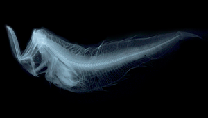 Chascanopsetta prognatha (前長頜鮃)