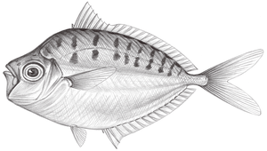 Secutor ruconius (仰口鰏)