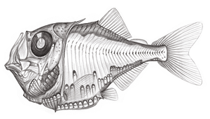 Polyipnus danae (達納氏燭光魚)