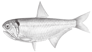 Thryssa dussumieri (杜氏稜鯷)