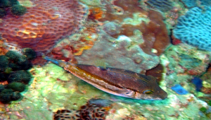 Canthigaster rivulata (水紋尖鼻魨)