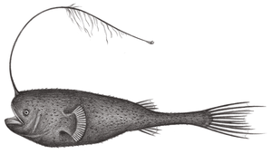 Rhynchactis macrothrix (長絲吻巨棘鮟鱇)