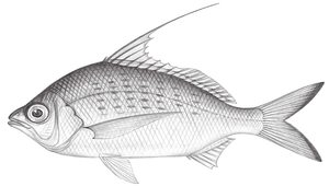 Gerres filamentosus (曳絲鑽嘴魚)