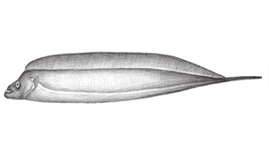 Trichiurus lepturus (白帶魚)