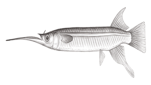 Zenarchopterus buffonis (蟾異鱗鱵)