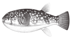 Chelonodon patoca (凹鼻魨)