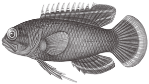 Plesiops coeruleolineatus (藍線七夕魚)