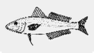 Sillago microps (小眼沙鮻)