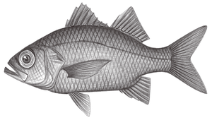 Neoscombrops pacificus (太平洋新鯥)