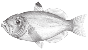 Parazen pacificus (太平洋准的鯛)