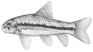 Microphysogobio alticorpus (高身小鰾鮈)